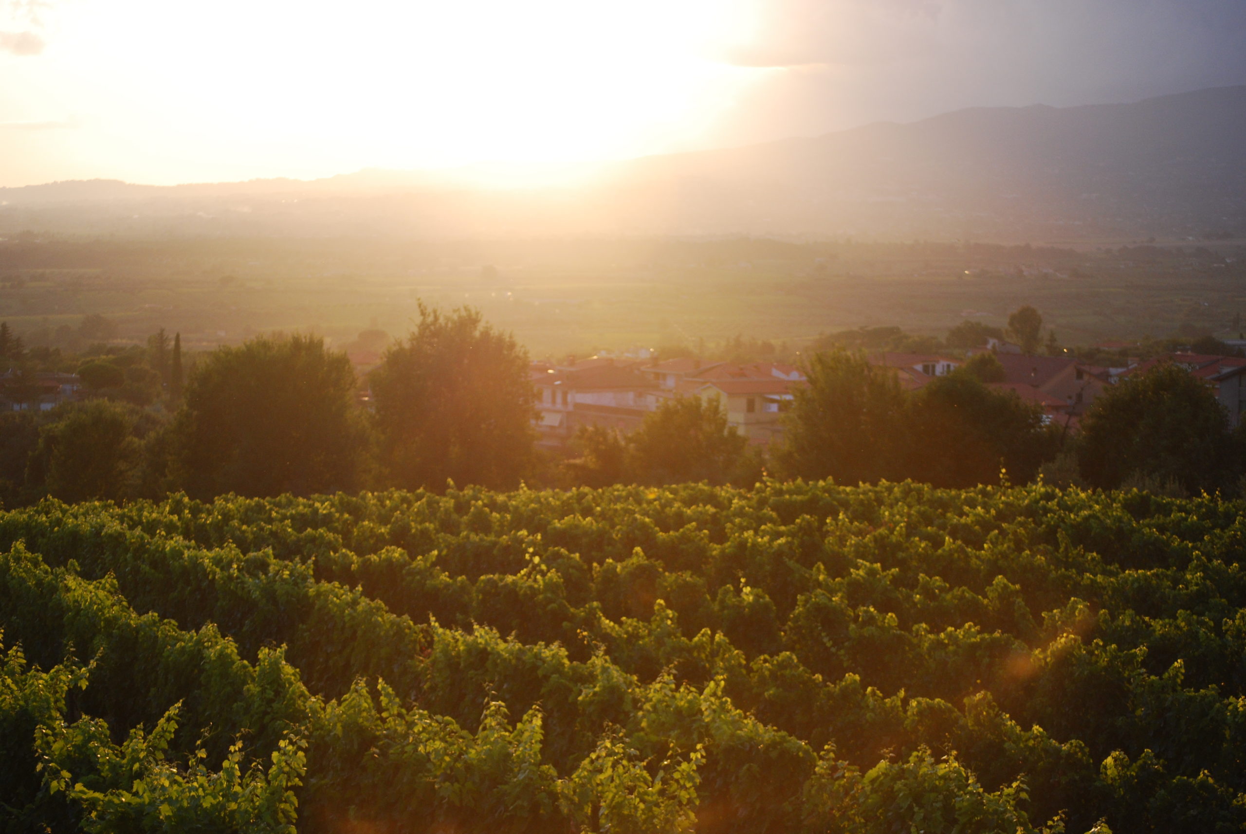 Les vins de Rome - la route de Latina - Rome et les routes du vin